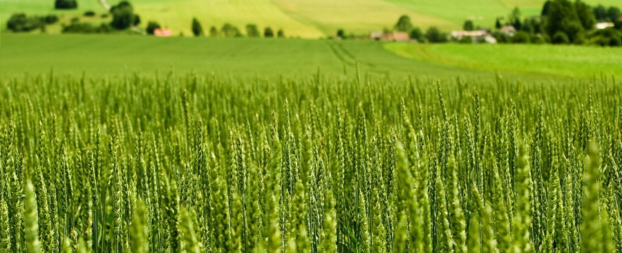 Beste Ackerbaukulturen renommierter Züchter | Eric Schweizer AG
